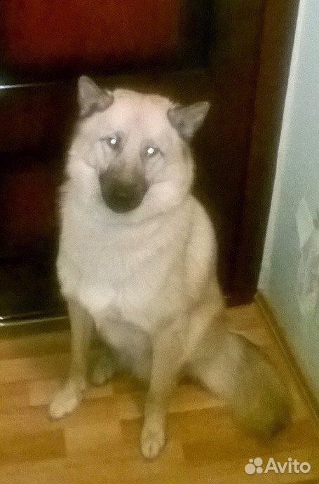 Кобель для вязки