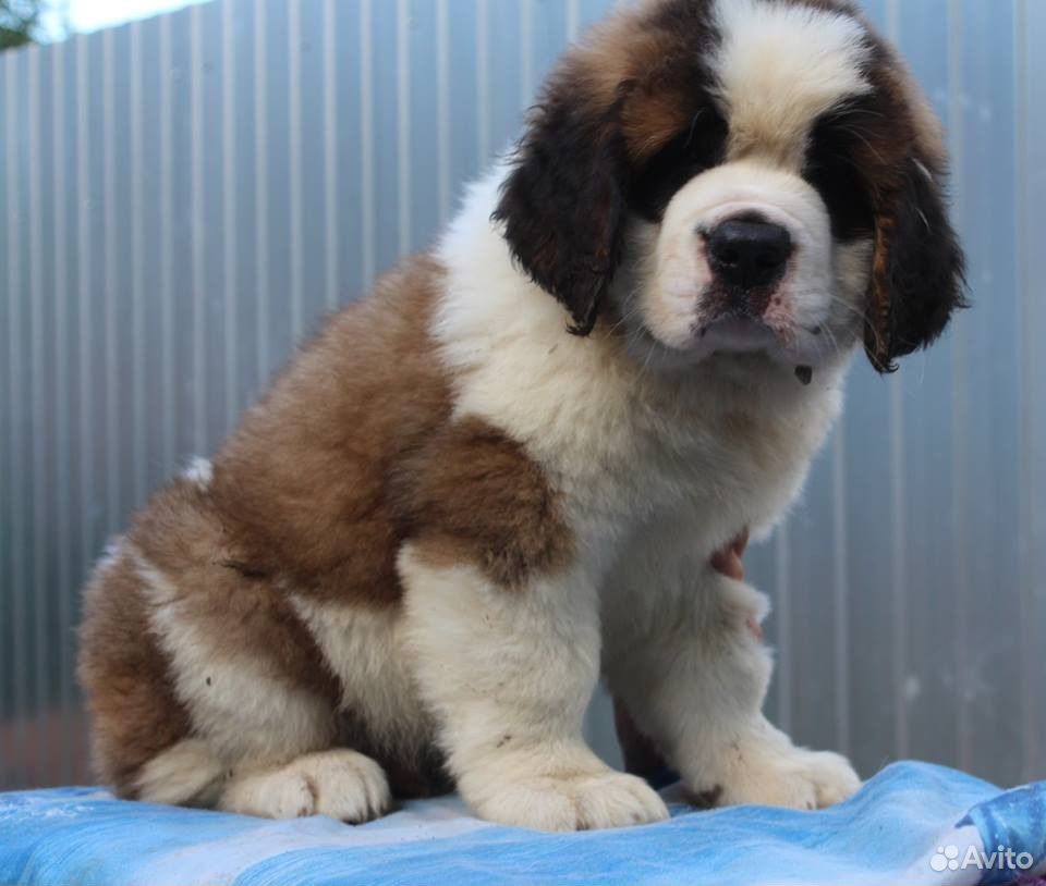 Шикарный, лучший щенок в помете