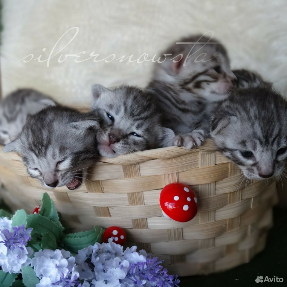 Шикарные Бенгалята-Ребята