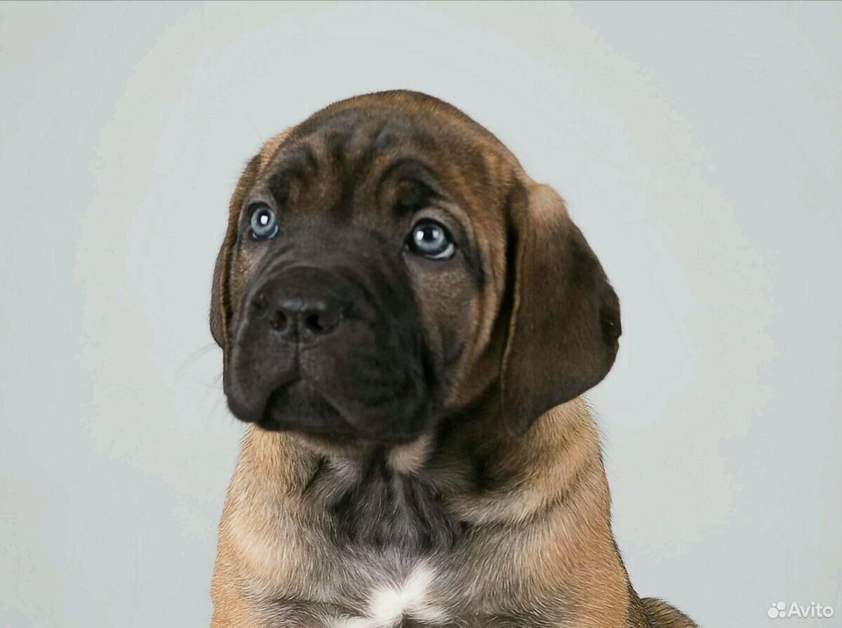 Итальянка в России