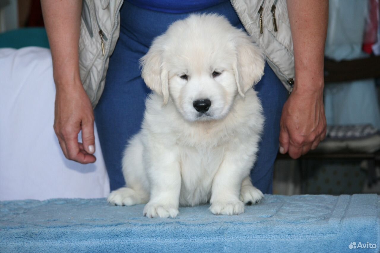Щенки голден ретривера, мальчик, РКФ