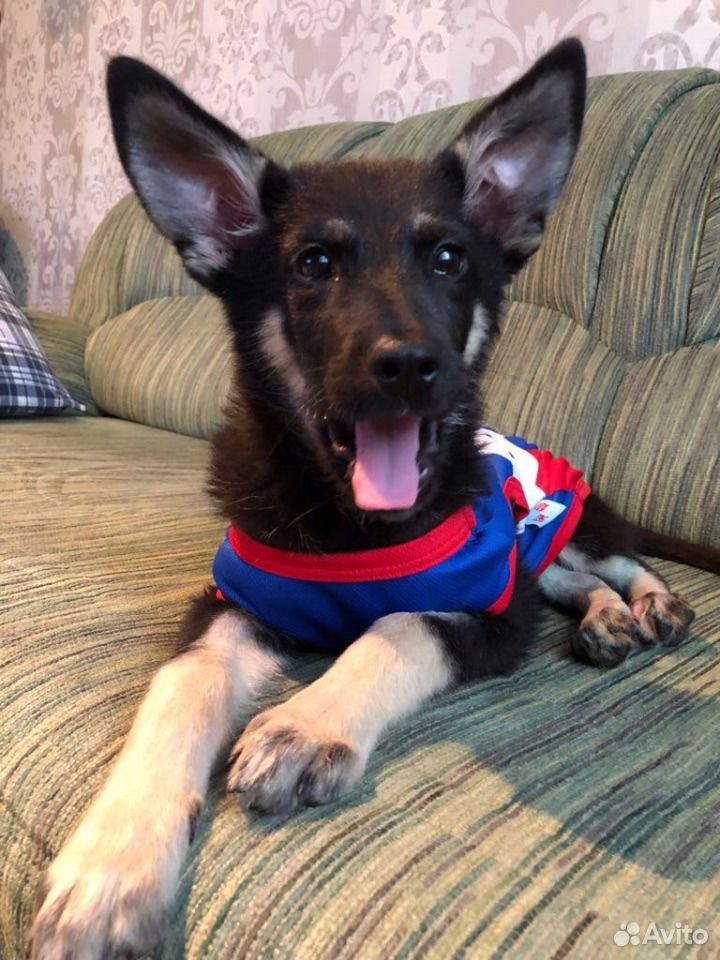 Футбольный болельщик Темочка (Темрюк)