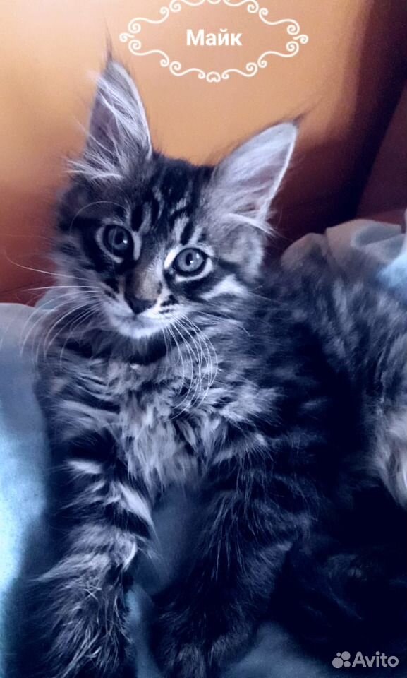 Котенок Мейн-кунёнок