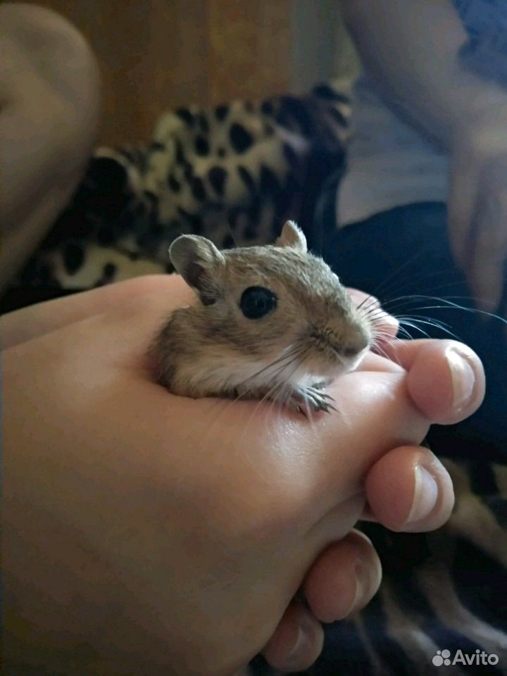 Песчанки