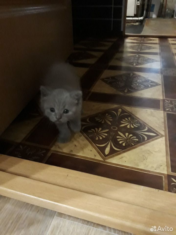 Британский котенок
