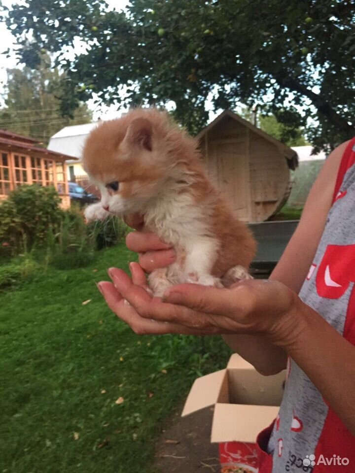 Отдадим в добрые руки маленьких пушистиков