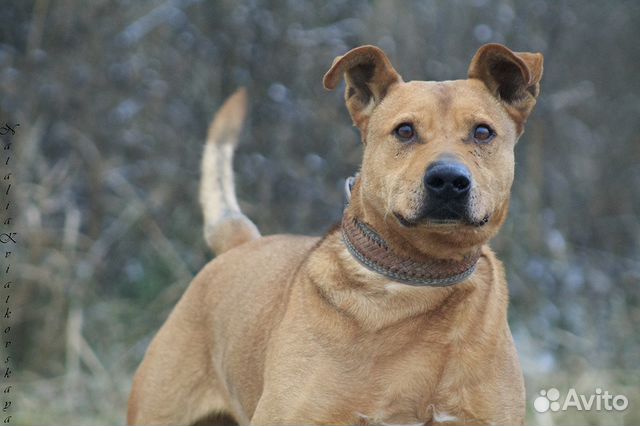 Красивый и серьёзный метис питбуля - в дар