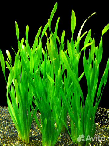 Валлиснерия Спиральная (Vallisneria spiralis)