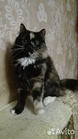 Кошечка Клава ждёт новую семью