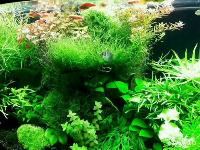 Аквариумные растения-гигрофила Синема