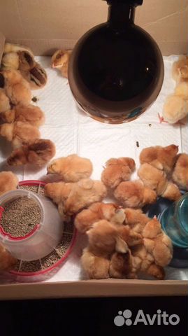 Продаются цыплят цветного бройлера