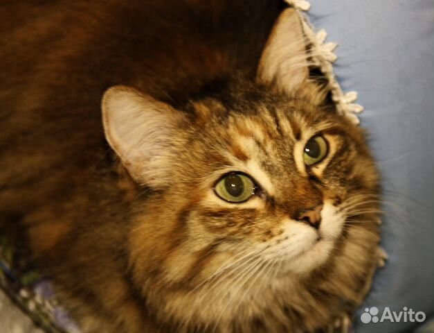 Пуховая красавица - молодая, домашняя Пушенька