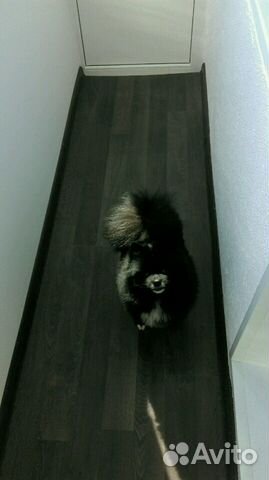 Красивый молодой кабель шпиц, ищет сучку для Вязки