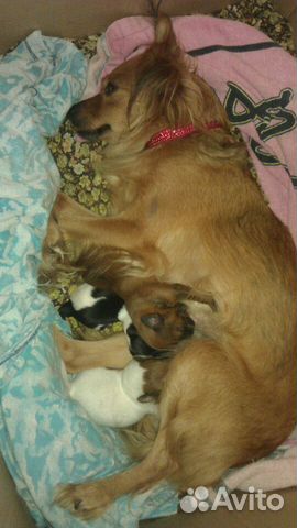 Щенки Русского Тоя