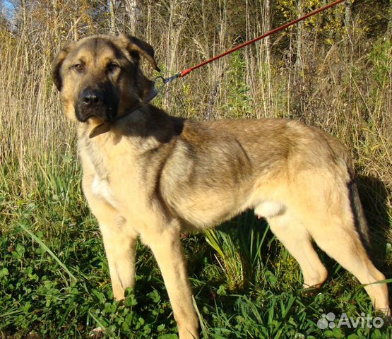 Я твоя собака