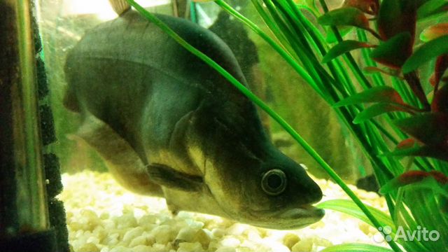 Рыбка аквариумная. нож индийский