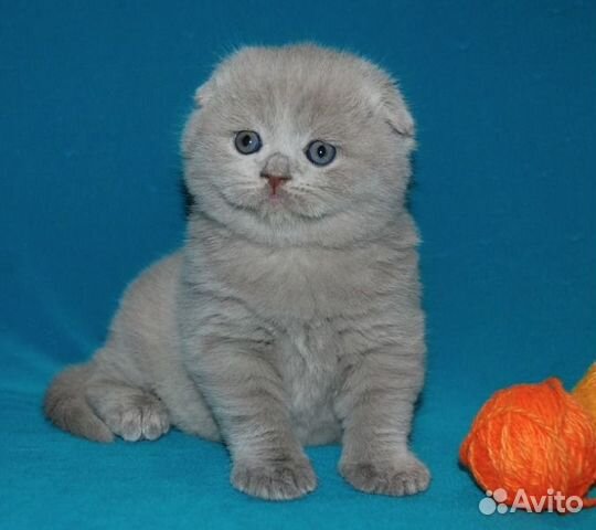 Бутузы-карапузы