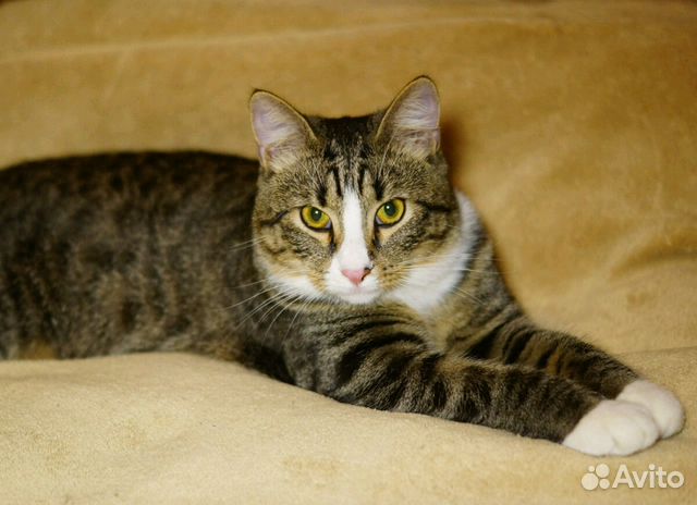 Маленький такой котенок