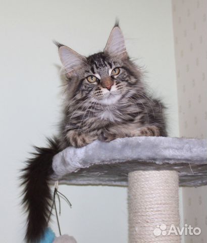 Котик из питомника