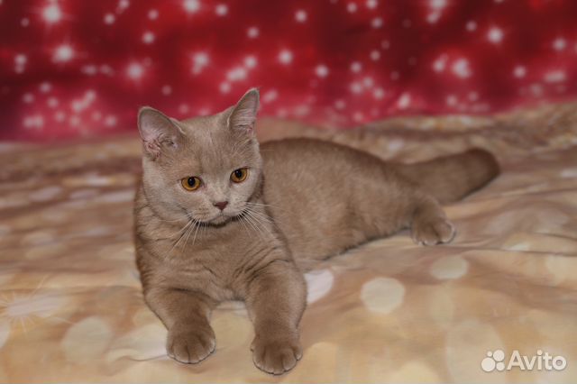 Лиловая британочка