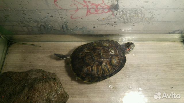 Черепаха красноухая водяная