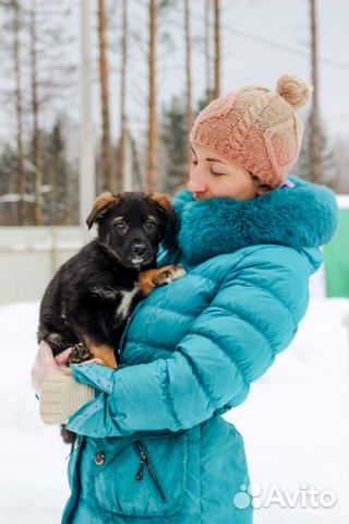 Крутой щенок с необычными глазами