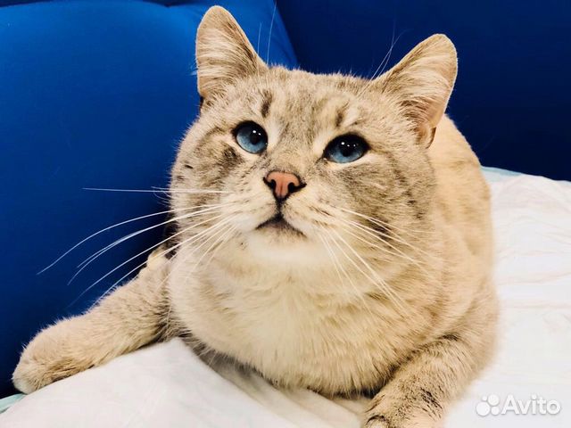 Тайский котик - просто красавец