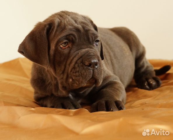 Щенки Мастино от Вице-Чемпиона Мира