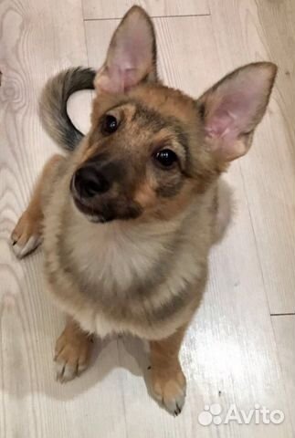 Малышка Элис 3 месяца