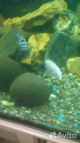 Пара цихлид чернополосые (альбинос)