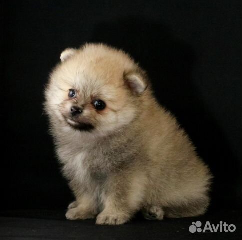 Мини мальчик, очаровательный 11/01/18