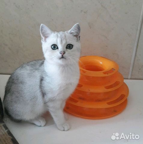 Мраморный котик