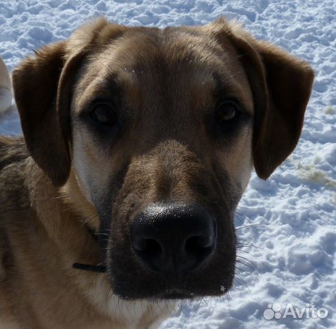 Крупный щенок Тоша в добрые руки