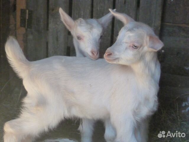 Продаётся зааненская козочка