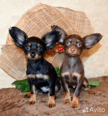 Длинношерстный той-терьер