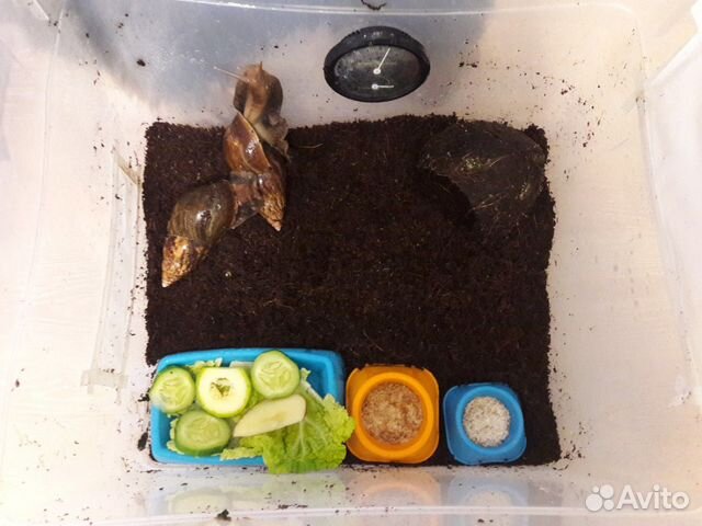 Улитки Ахатины с приданным