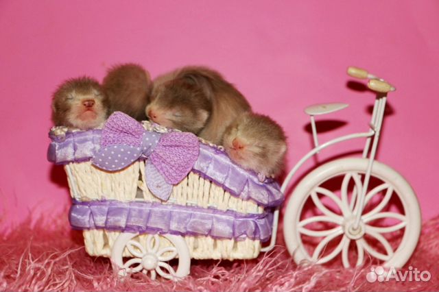 Стандартные и ангорские хорьки