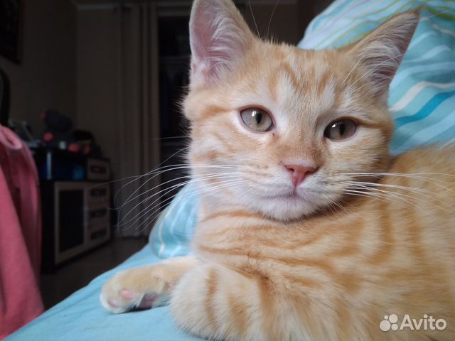 Котёнок британец, 4 месяца