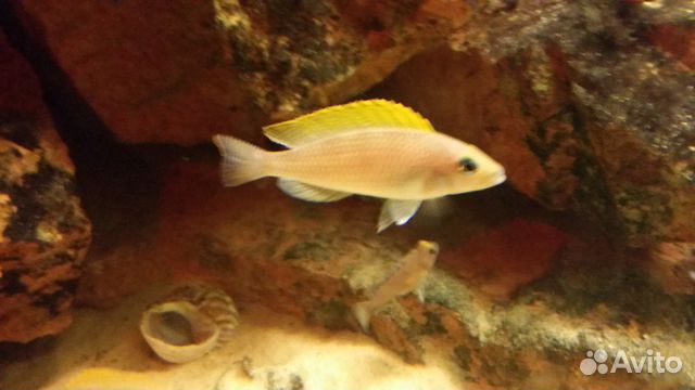 Рыбки озера Танганьика