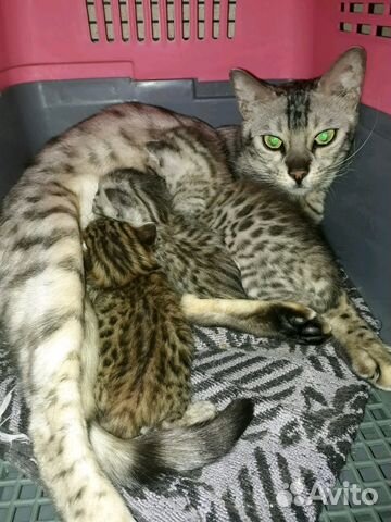 Детки в горошек