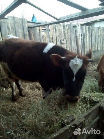 Молодая телочка