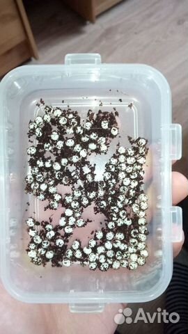 Кладка яиц улитки Ахатина 136шт. От 21 апреля