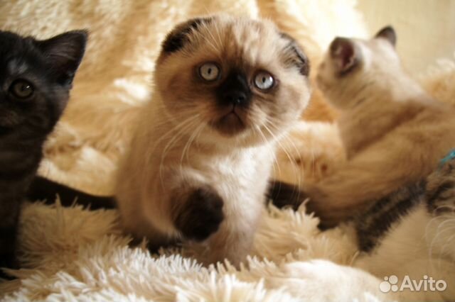 Шотландские непоседы