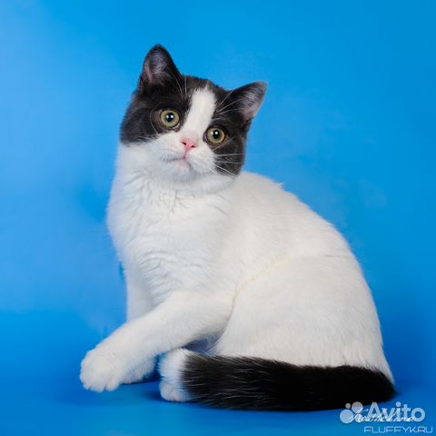 Шотландский короткошерстный котик