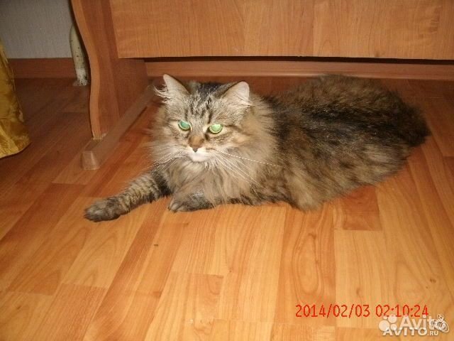 Отдам в добрые руки кошечку добрую ручную