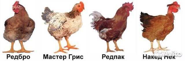 Продажа молодняка птицы