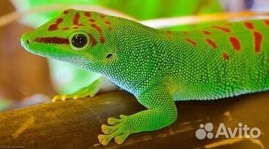 Продажа гекконов