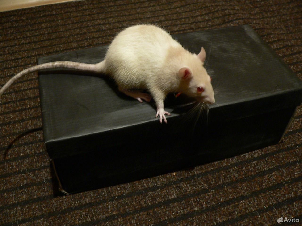 Любые крысы