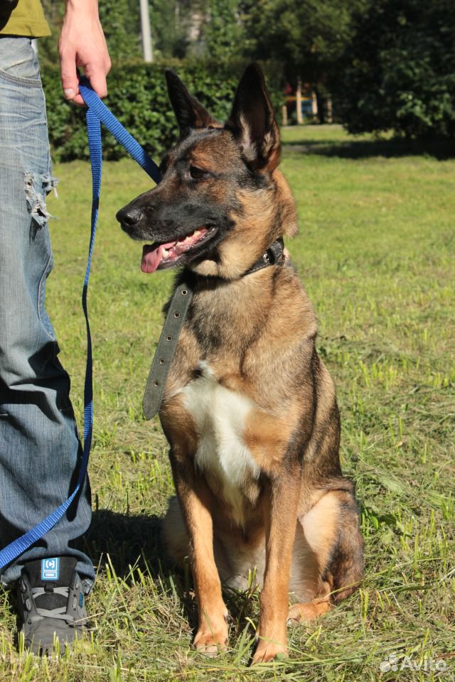 Собака метис Бельгийской овчарки малинуа