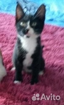 Плюшевый котенок Шмыга в хорошие руки